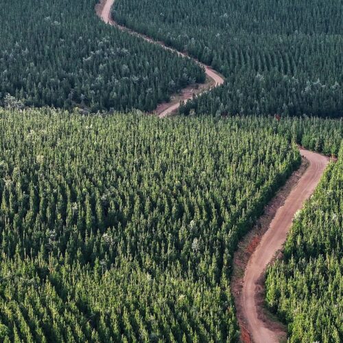 News - Sunny Corner Wind Farm